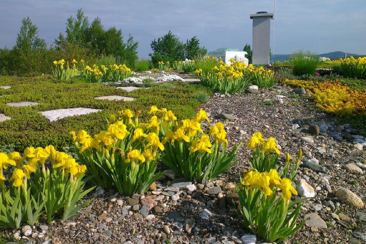 Zelená střecha | Isover